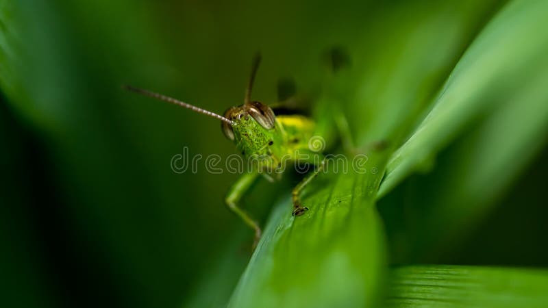 Asian GrasshopperOxya Japonica Stock Photo - Image of cricket, greenery ...