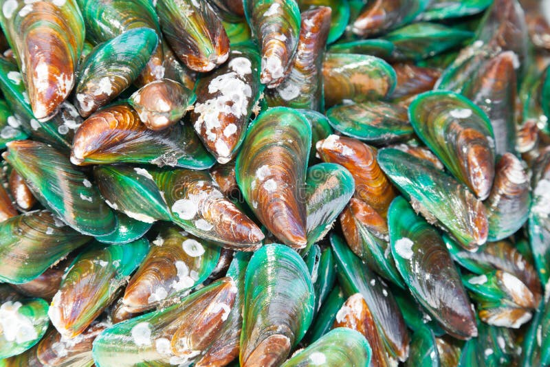 Asian Green mussel stock photo. Image of food, basket - 28359884