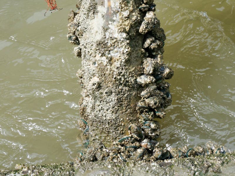 Asian green mussel stock image. Image of live, farm, harvest - 90098105