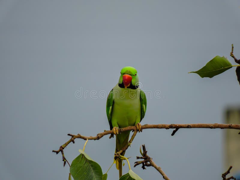 Asian Green Parrot Beautiful Picture on Tree Stock Photo - Image of ...
