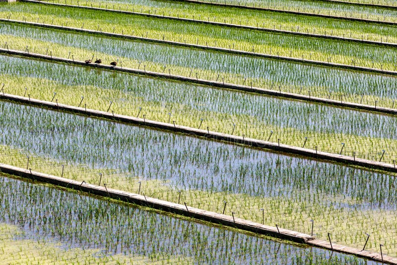 Asian Green Rice Fields. Close Up Image Stock Photo - Image of ...