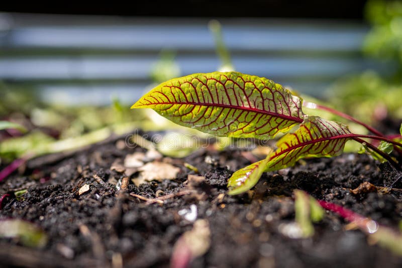 Asian Greens Growing in a Garden Stock Photo - Image of greens, carbon ...