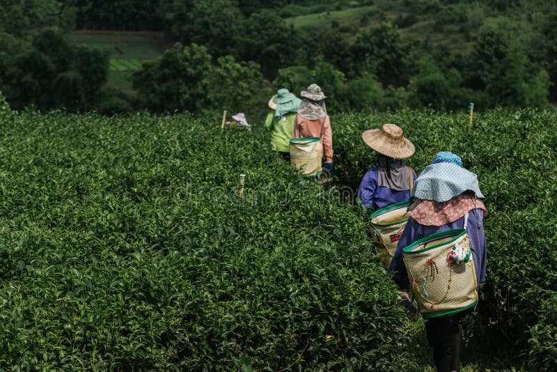 Asian Group Farmer Working in the Lush Fields of a Terraced Farm Stock ...