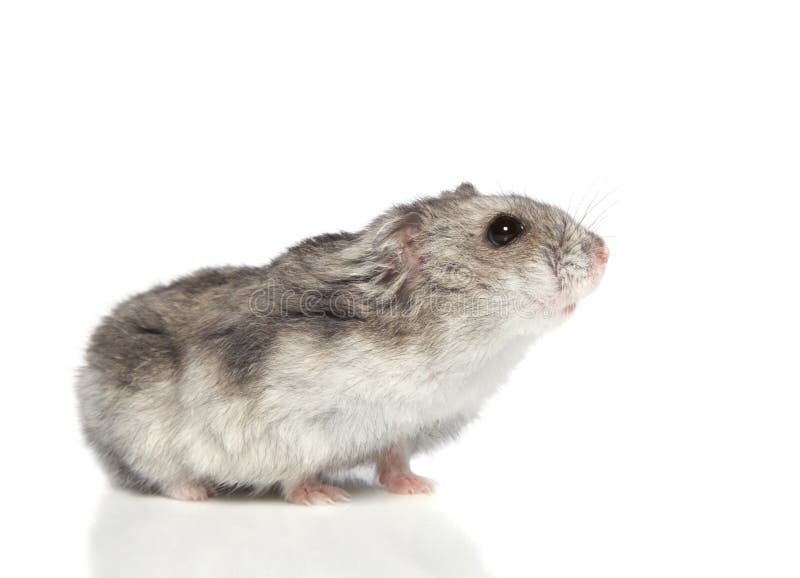 Hamster house stock image. Image of furry, domestic, rodent - 6607263
