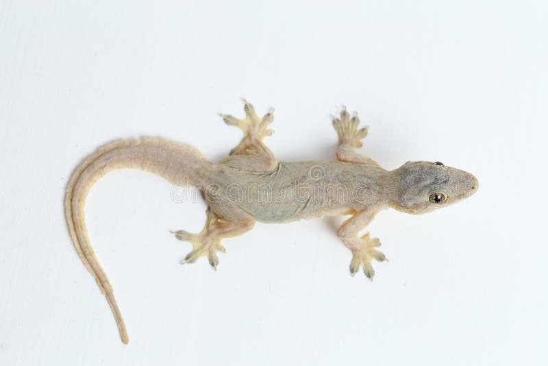 Asian House Lizard Hemidactylus or Common Gecko Stock Image - Image of ...