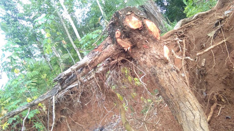 Asian Java Mahogany Tree Roots Stock Image - Image of tree, asian ...