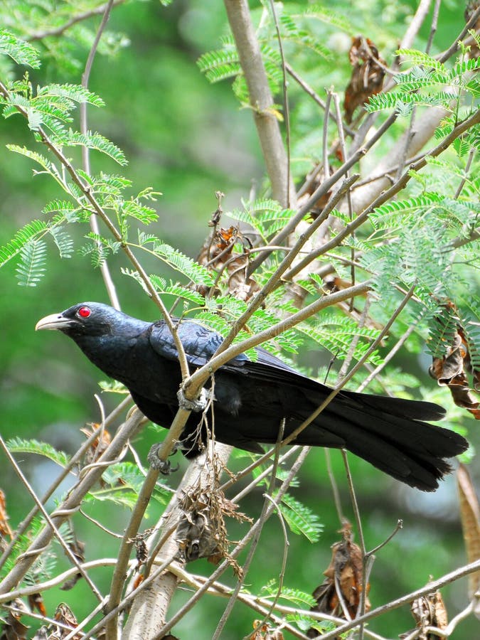 Asian koel stock photo. Image of crow, india, family, cuckoo - 9083960