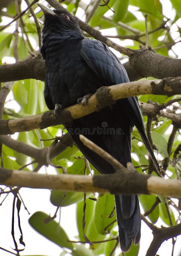 Asian koel bird stock image. Image of nature, koel, wildlife - 111283827