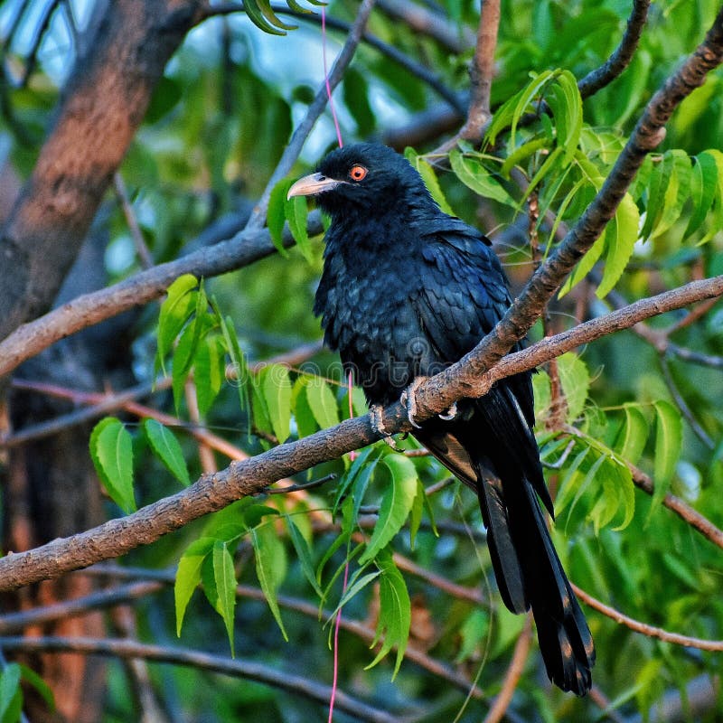 446 Koel Bird Stock Photos - Free & Royalty-Free Stock Photos from ...