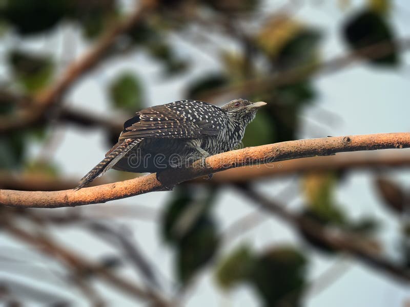 Asian koel female stock image. Image of koel, wing, wildlife - 255187543