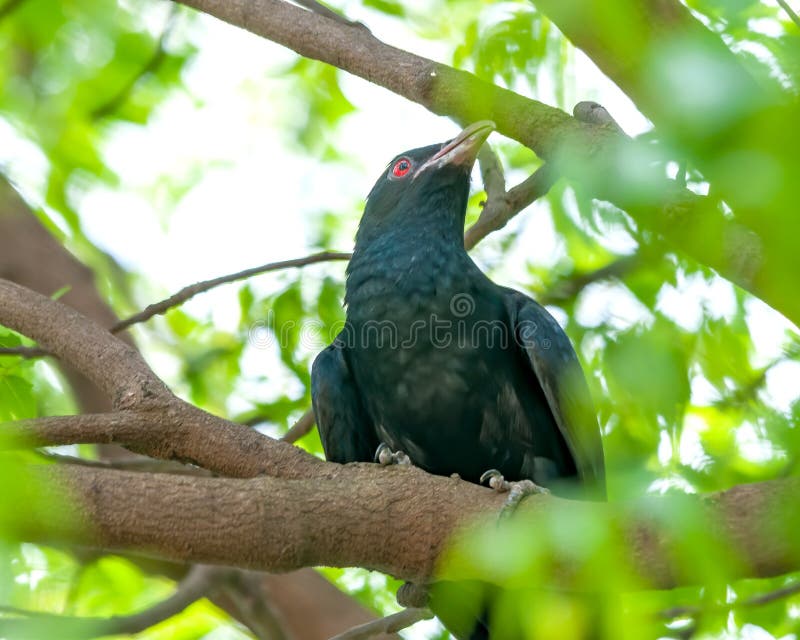 Asian koel stock image. Image of bird, birds, perch - 165522943