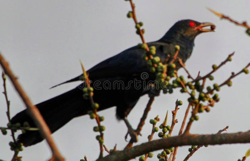 Asian Koel with Nuts in Its Mouth Stock Image - Image of wildlife, koel ...