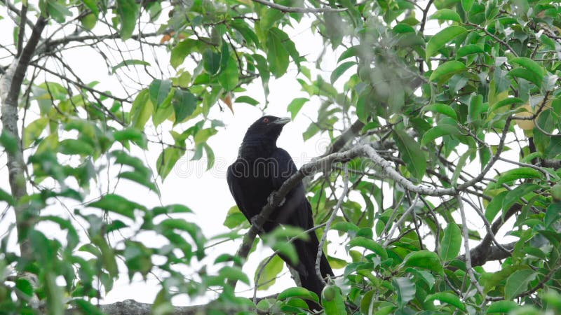 The Asian koel on a tree stock footage. Video of nature - 112373668