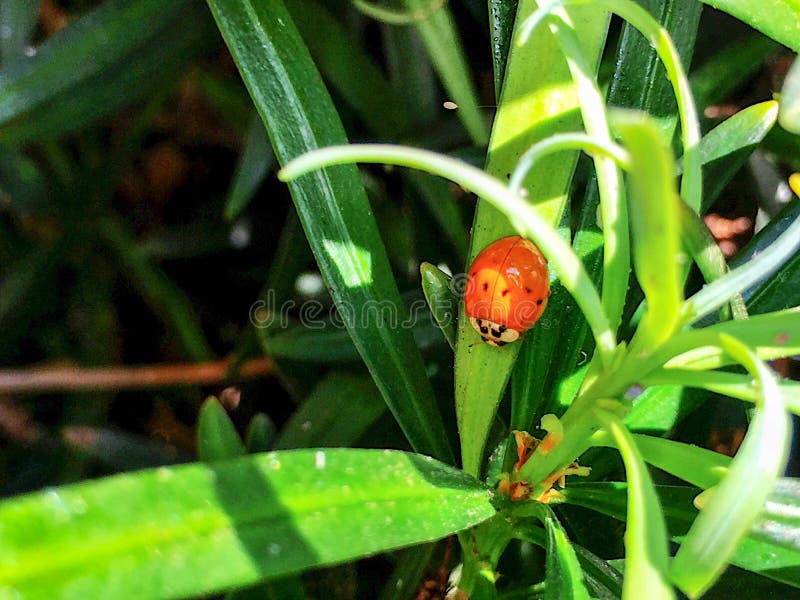 Orange Bug with Black Spots Stock Photo - Image of axyridis, front ...