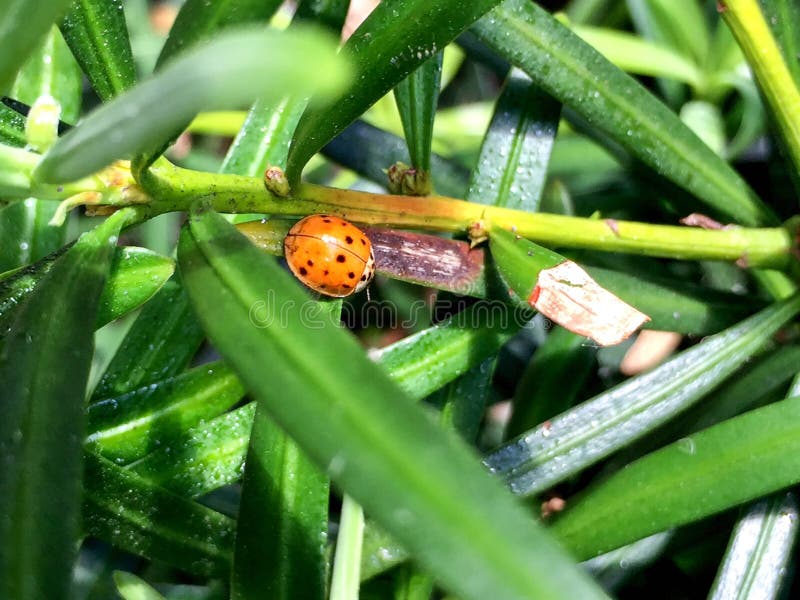 Orange Bug with Black Spots Stock Photo - Image of agile, lady: 104037998