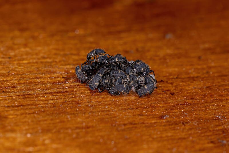 Hatching of Ladybug Larvae from Eggs Stock Image - Image of ...