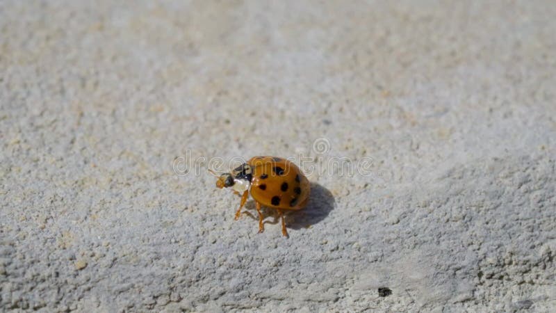 Asian Lady Beetle in Macro Shot on a White Background. Orange Ladybug ...