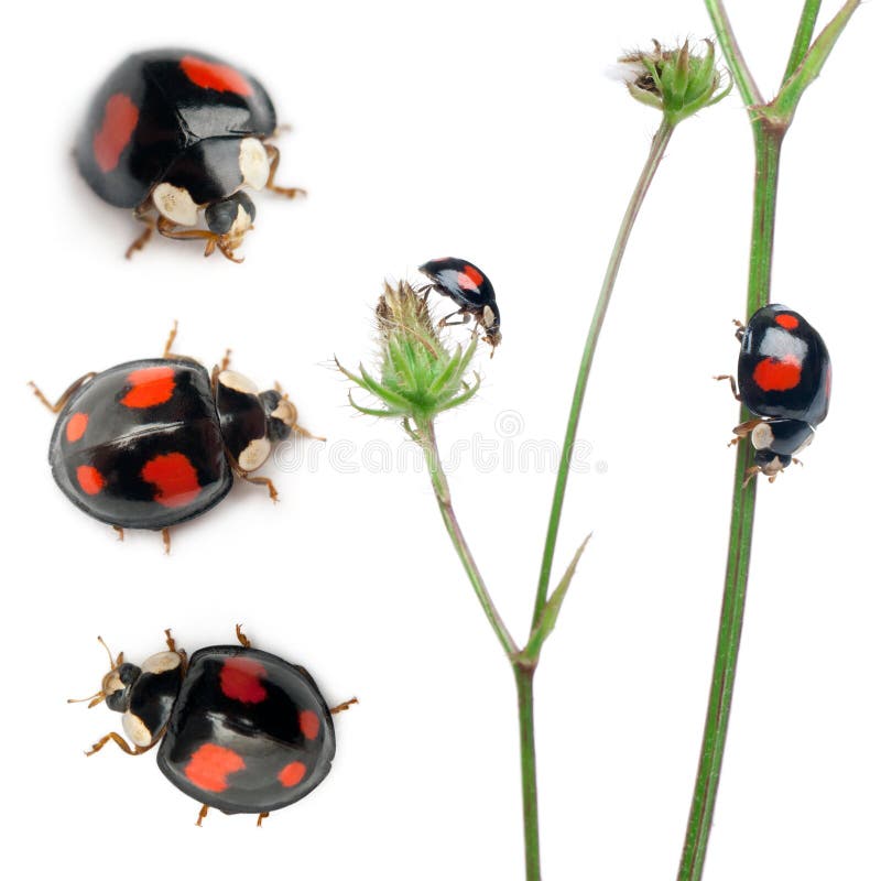 Japanese Ladybug