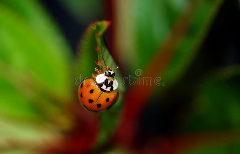 Asian Ladybug stock image. Image of ladybug, leaf, plant - 4306521