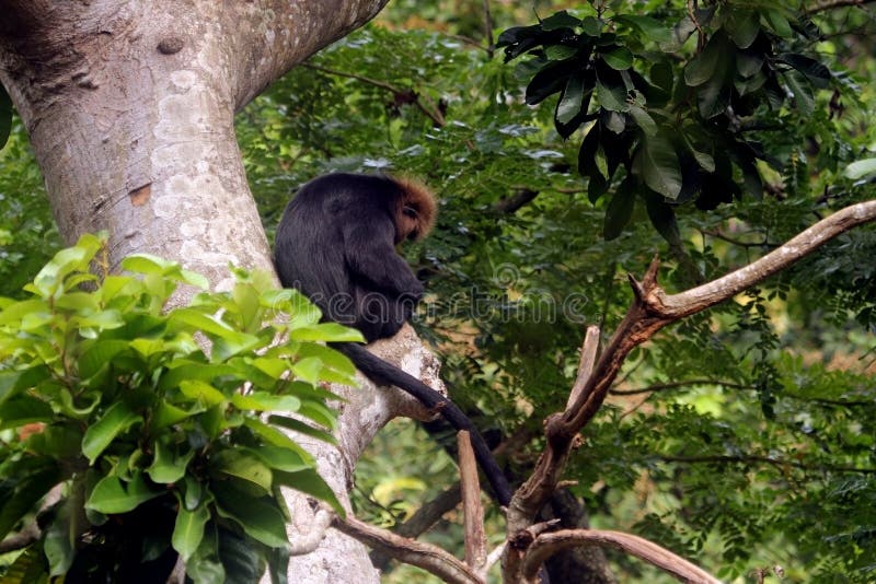Angry Langur Monkey Stock Photos - Free & Royalty-Free Stock Photos ...