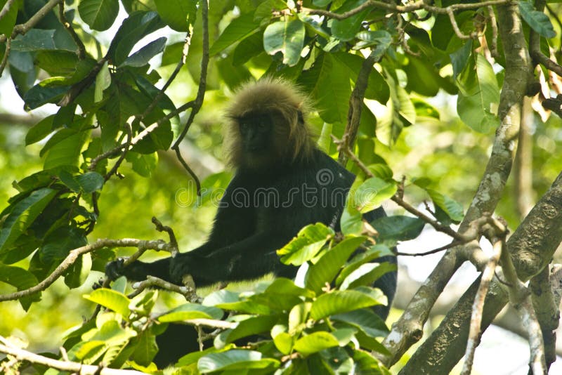 Angry Langur Monkey Photos - Free & Royalty-Free Stock Photos from ...