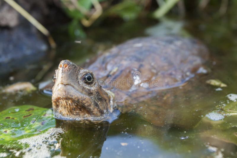 Asian Leaf Turtle Cyclemys Dentata Stock Image - Image of conservation ...