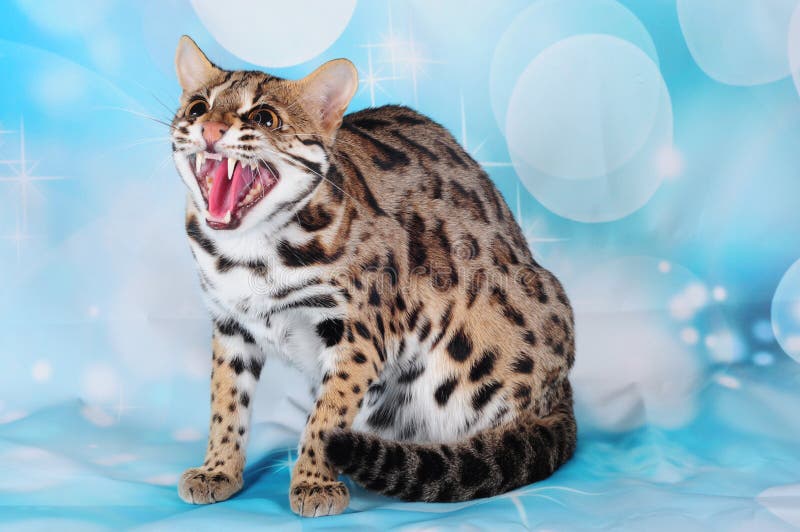 Asian Leopard Cat in the Blue Background Stock Image - Image of ...