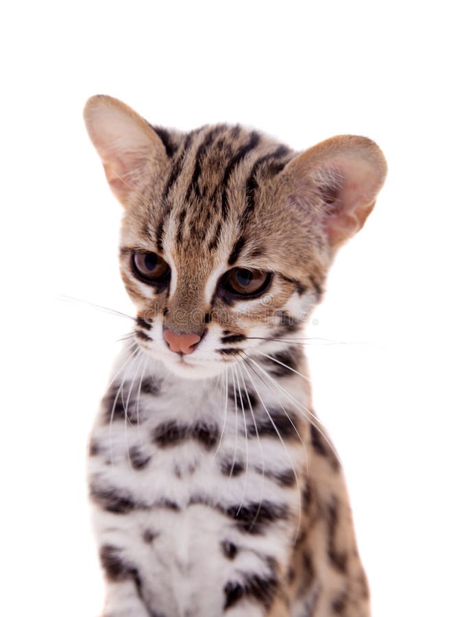 The Asian Leopard Cat on White Stock Photo - Image of leopard, feline ...