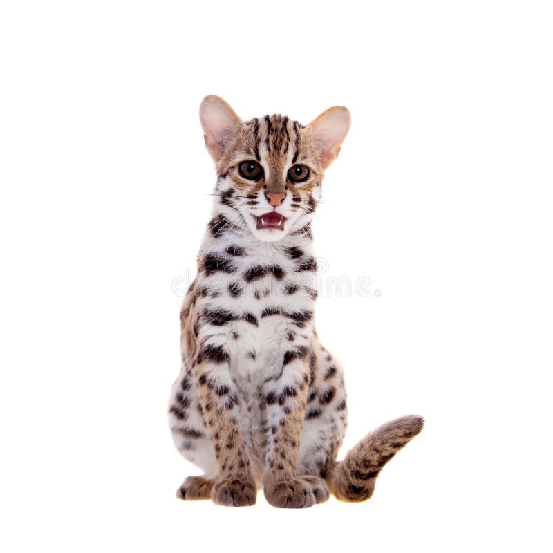 The Asian Leopard Cat on White Stock Image - Image of small, leopard ...