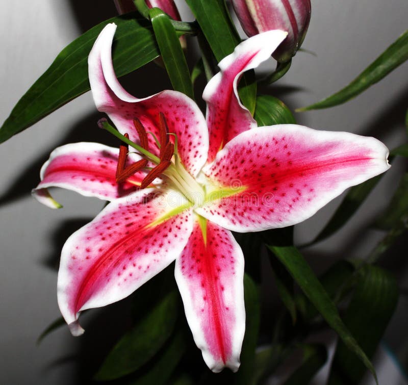 Asian lily in bloom stock image. Image of tiger, pollen - 21542003