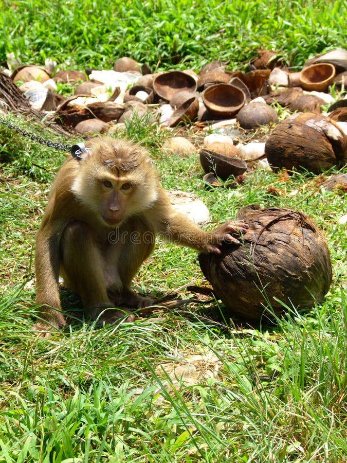 Asian Lineage Monkey Pick Coconut Stock Photo - Image of hair, outside ...
