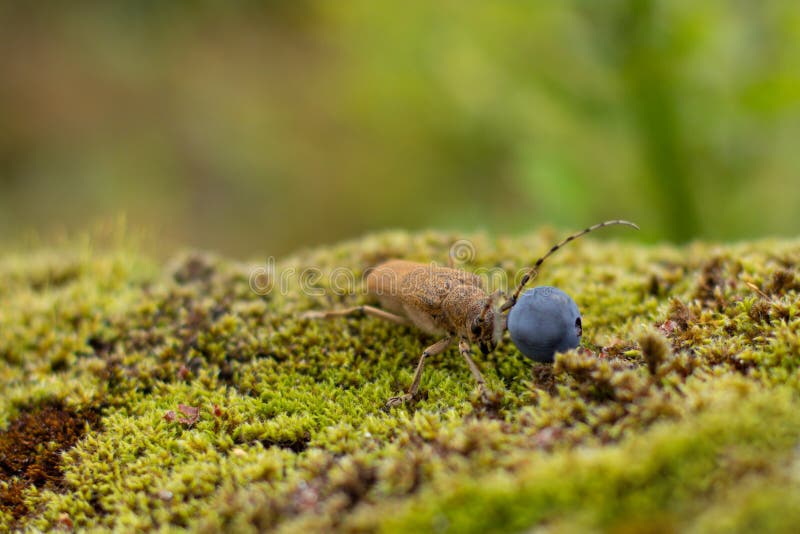 Asian Long-horned Beetle and Single Juice Blueberry Stock Photo - Image ...