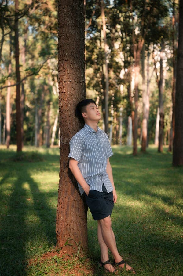 Asian Male Leaning Tranquil Against Pine Tree in the Forest Stock Photo ...