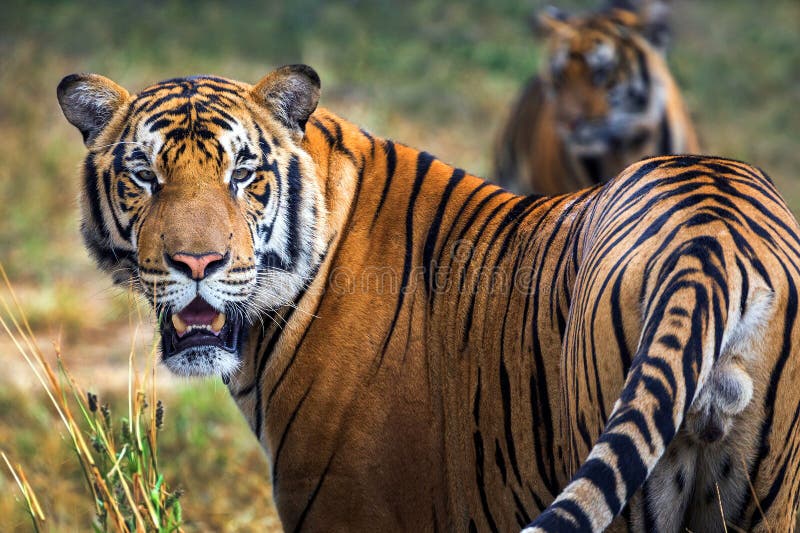 Asian male tiger. stock photo. Image of striped, orange - 273396030