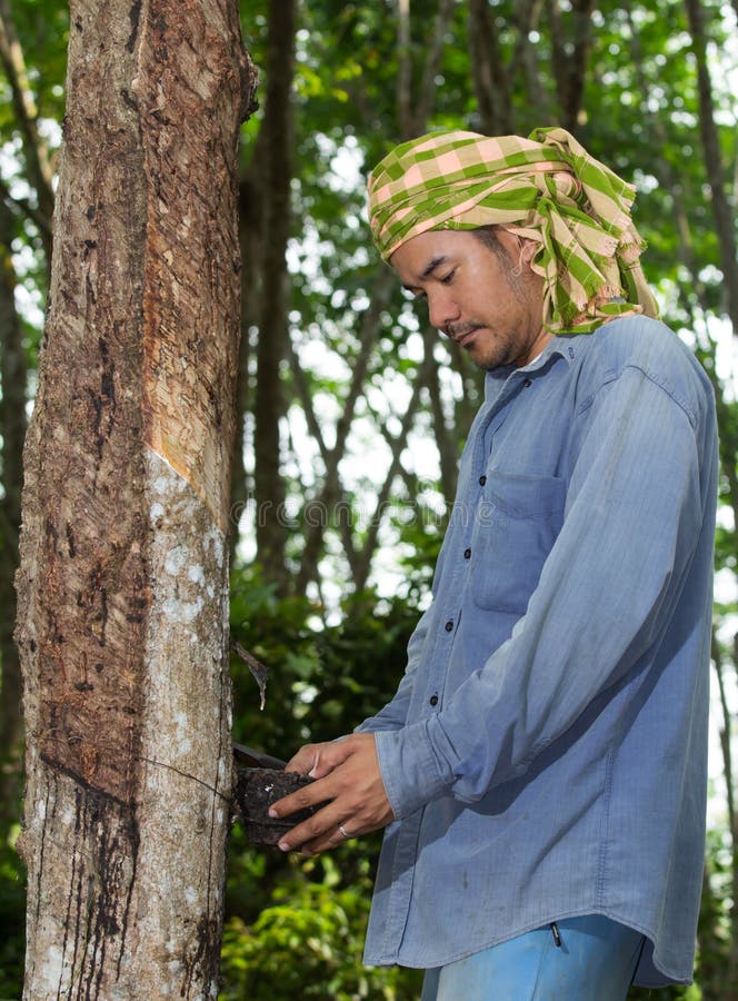 Asian Man Cutting Rubber Tree Stock Photo - Image of occupation, worker ...