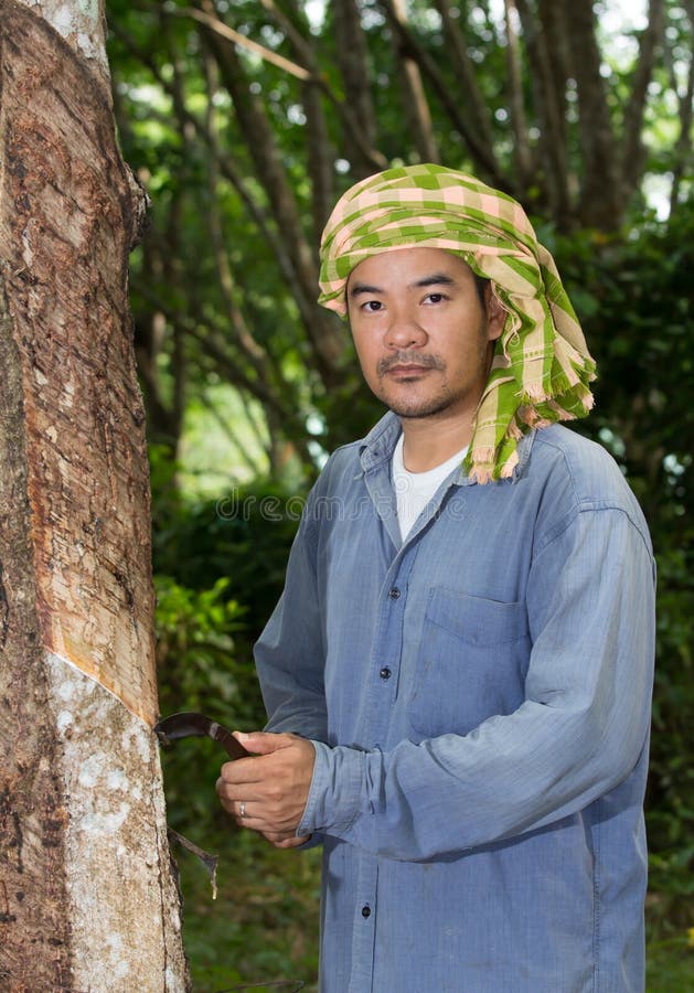 Asian Man Cutting Rubber Tree Stock Image - Image of latex, worker ...