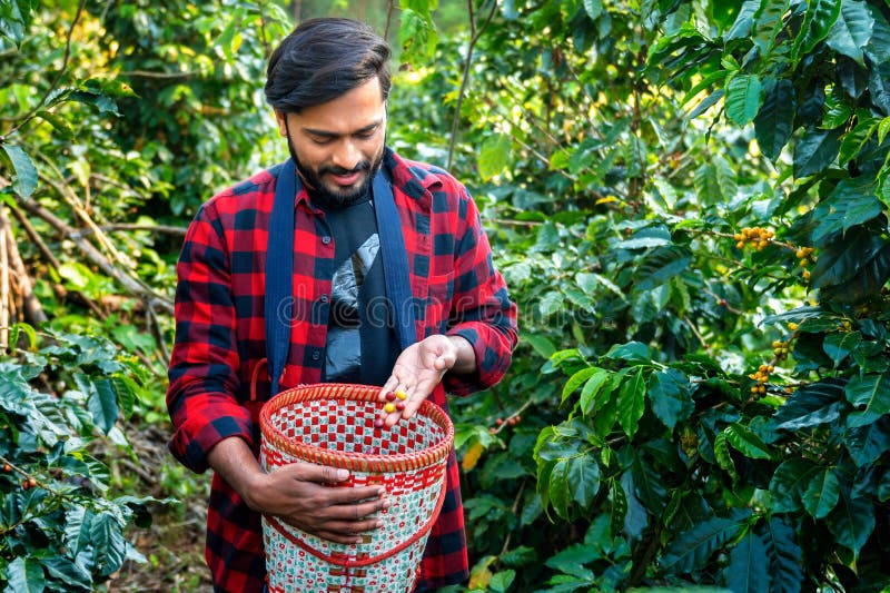 Asian Man Picking Coffee Beans. Coffee Farmer is Harvesting Coffee ...