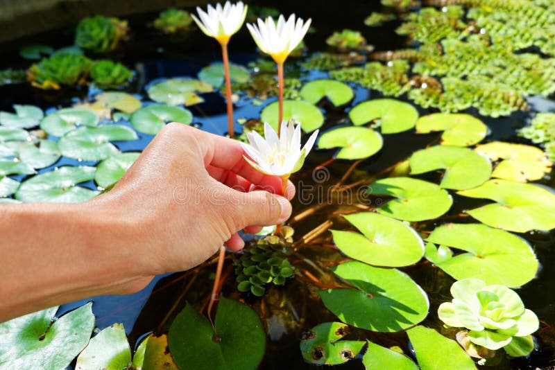 Asian Man`s Hand Picking Flower Stock Image - Image of female, green ...