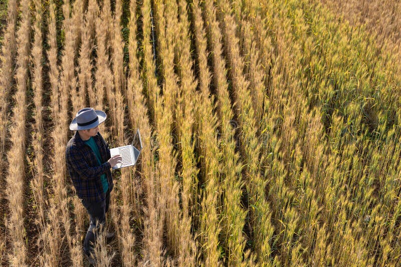 Asian Man Smart Farmer Using Modern Digital Technology by Laptop ...