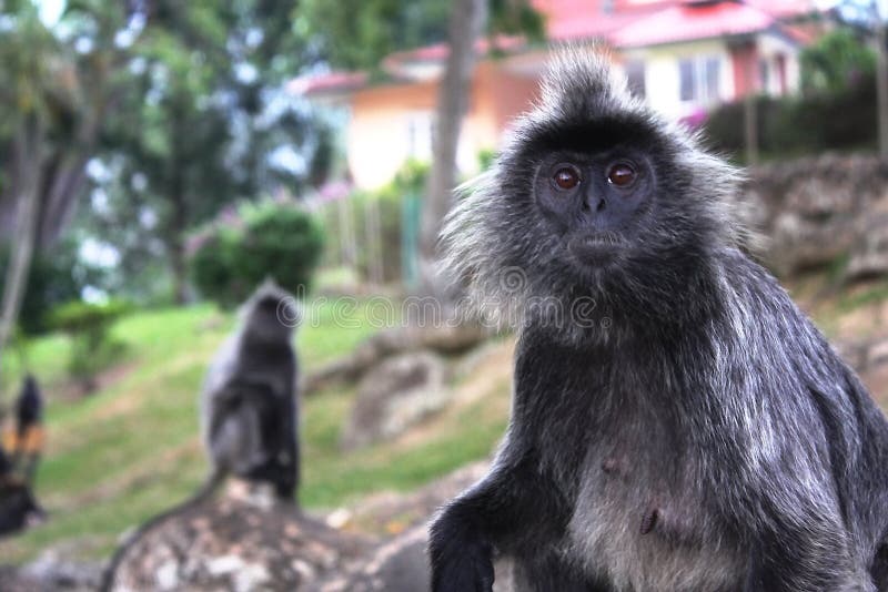 Asian Monkey Picture. Image: 11112920