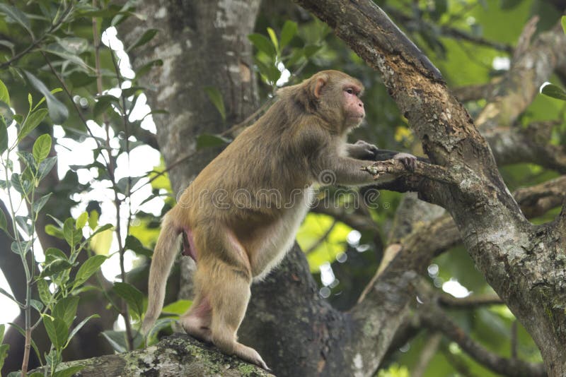 Asian monkey stock image. Image of angry, looking, monkeys - 61107561