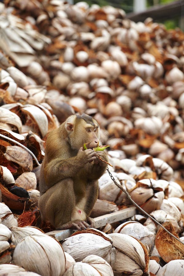 Asian monkey and coconut stock photo. Image of foliage - 39745918