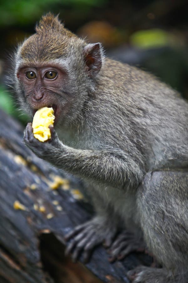 Monkey eating chips stock image. Image of monkey, fastfood - 816171