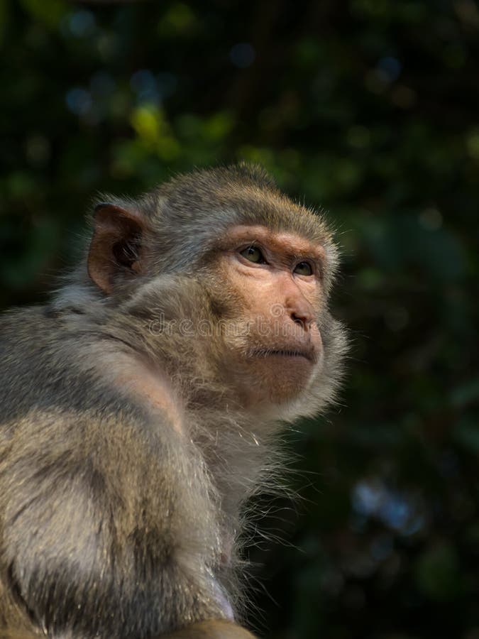 1,256 Serious Monkey Stock Photos - Free & Royalty-Free Stock Photos ...