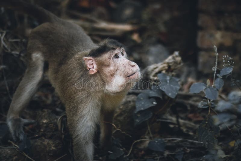Asian Monkey looking up. stock photo. Image of monkey - 202544704