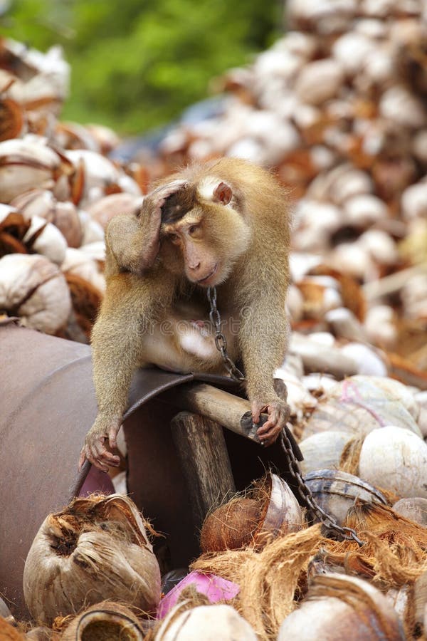 Asian Monkey and Many Coconut Stock Image - Image of group, fiber: 39746585
