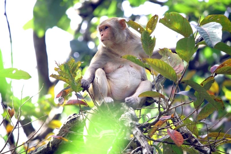 Monkeys in forest stock photo. Image of nature, animals - 180619506