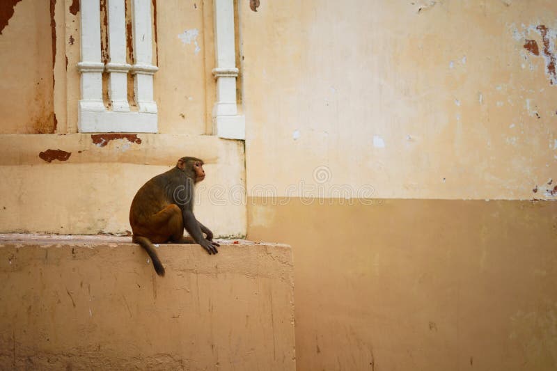 Asian Monkey Sitting on the Platform of Window. Stock Photo - Image of ...