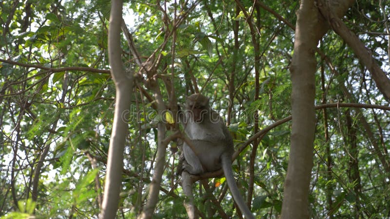 Asian Monkey on a Tree Branch, in a Forest in the Wild. 4k, Slow Motion ...