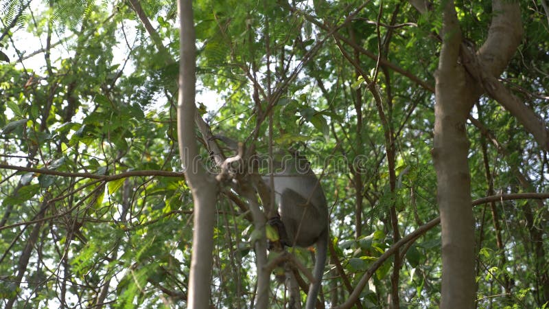 Asian Monkey on a Tree Branch, in a Forest in the Wild. 4k, Slow Motion ...